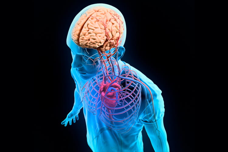Cardiac Contributions to Brain Health - Professional Heart Daily ...